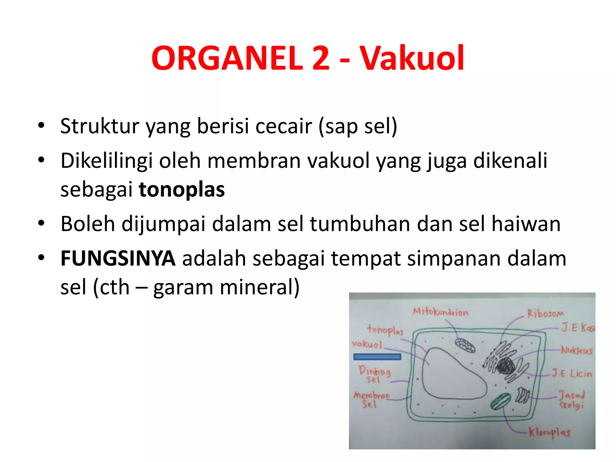 Biologi Ting 4 (Bab 2 - Struktur Dan Organisasi Sel) | PPTX