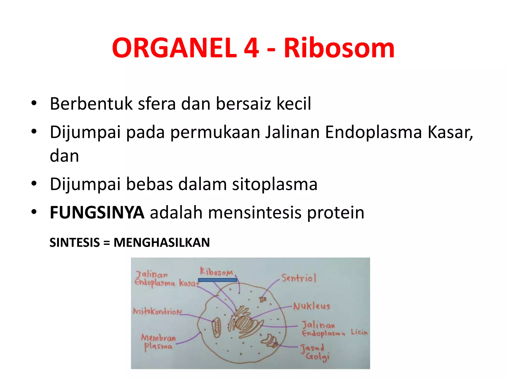 Biologi Ting 4 (Bab 2 - Struktur Dan Organisasi Sel) | PPTX