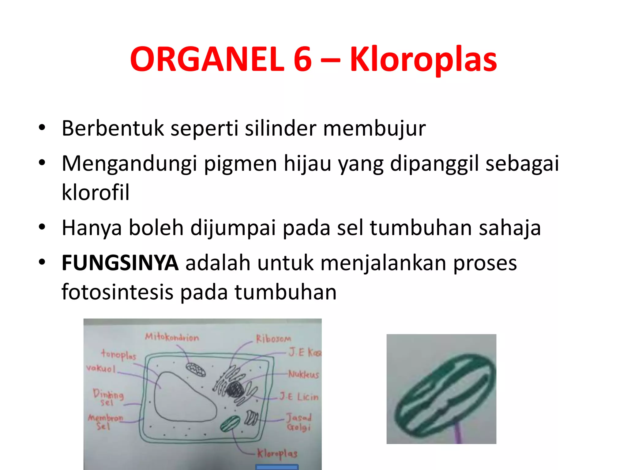 Biologi Ting 4 (Bab 2 - Struktur Dan Organisasi Sel) | PPTX