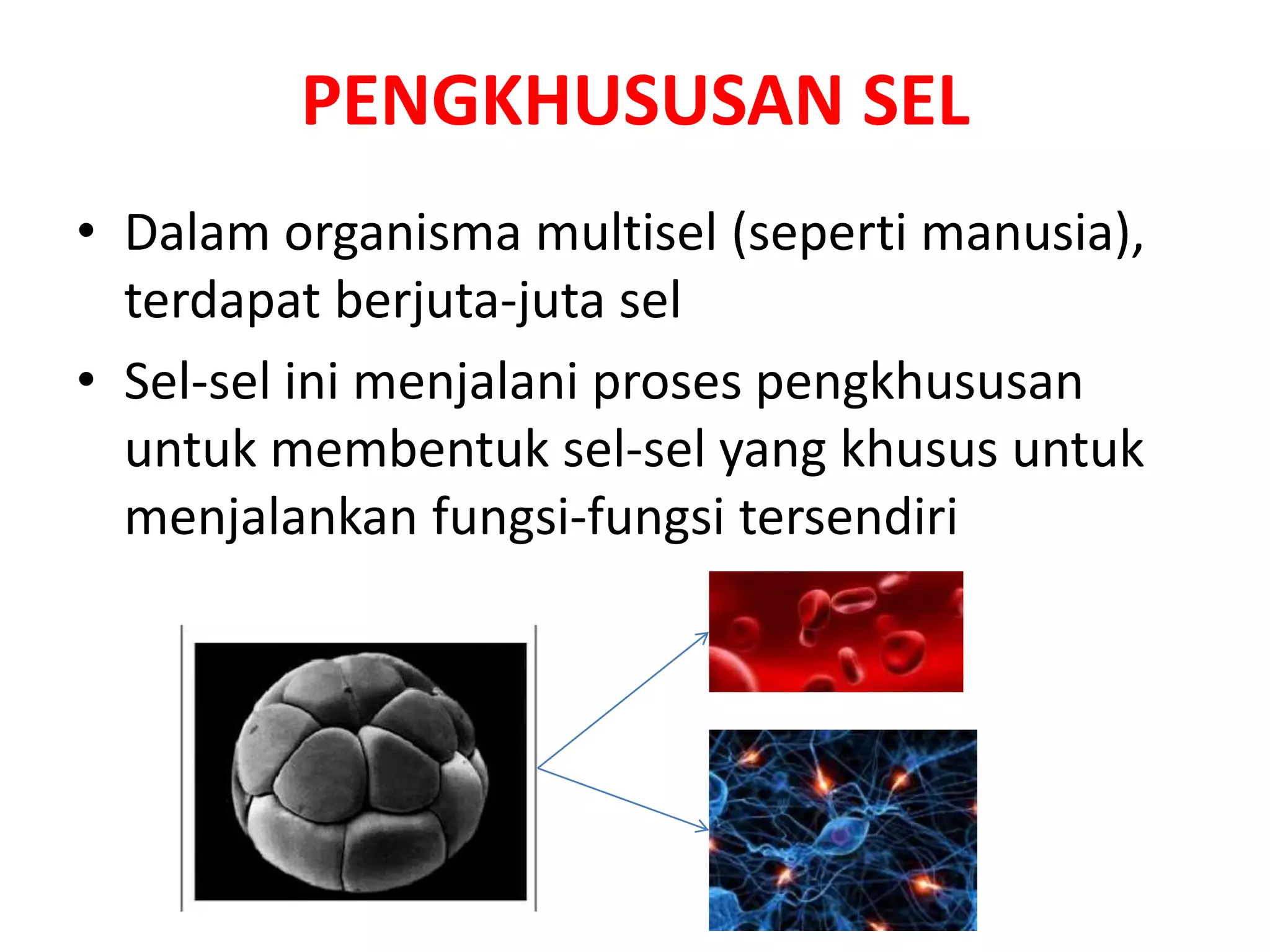 Biologi Ting 4 (Bab 2 - Struktur Dan Organisasi Sel) | PPTX