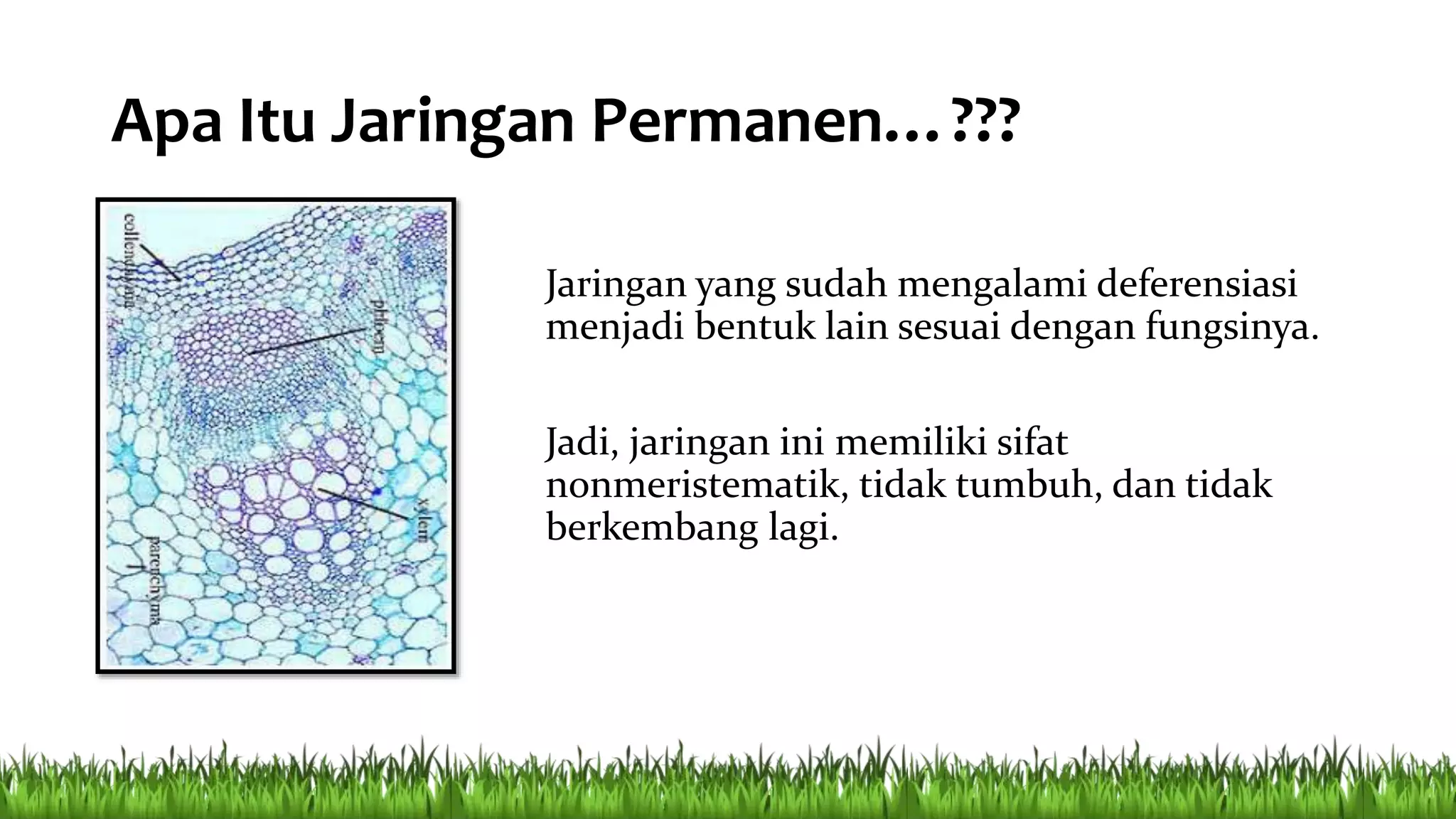 BAB 2 - Struktur Jaringan pada Tumbuhan.pptx