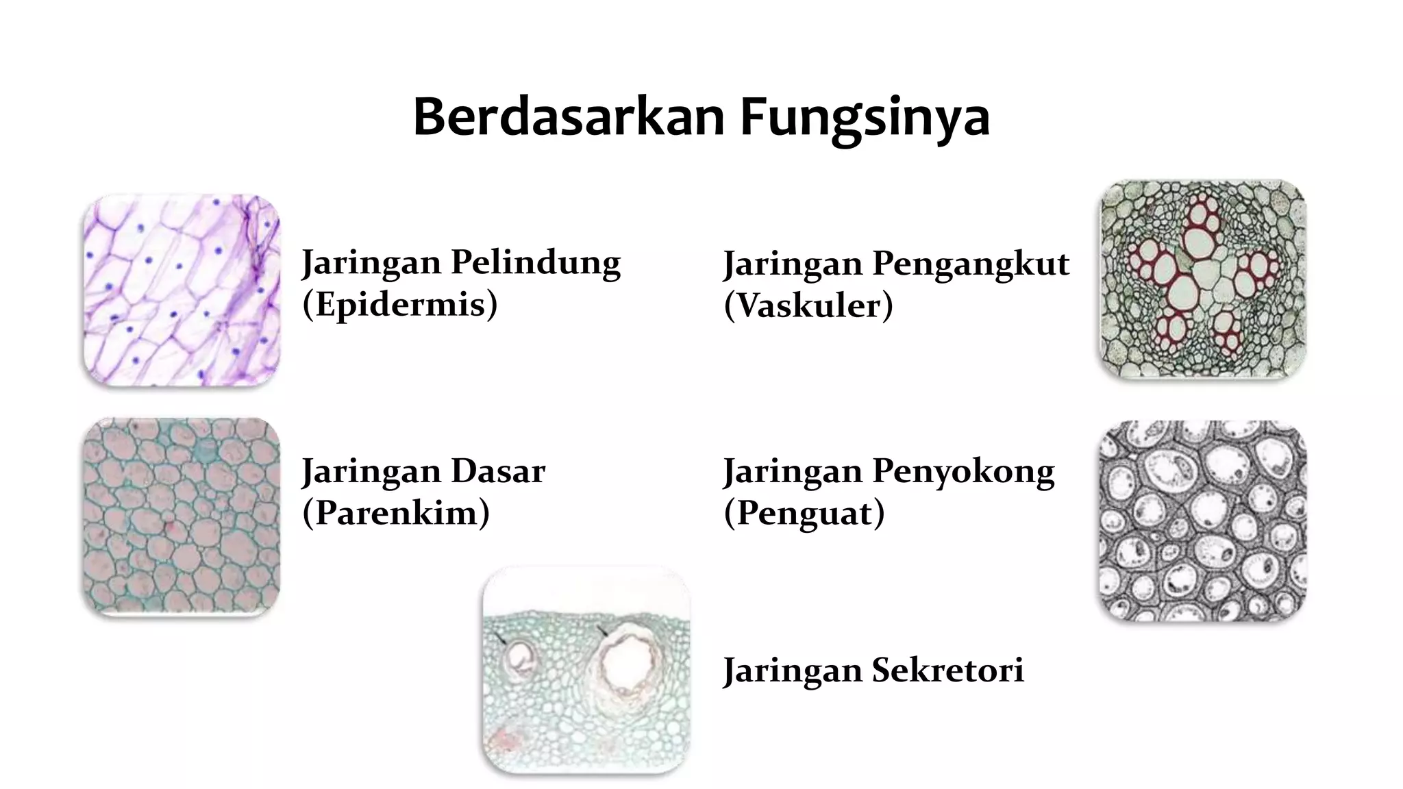 BAB 2 - Struktur Jaringan pada Tumbuhan.pptx