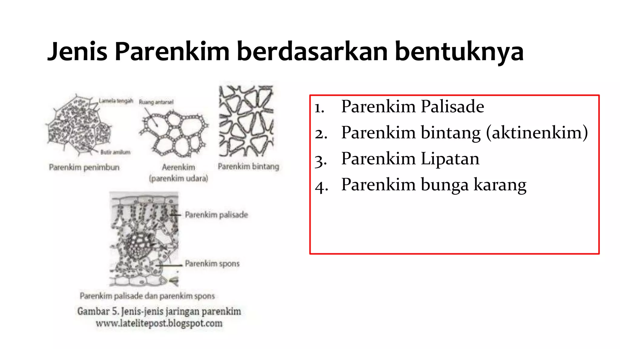 BAB 2 - Struktur Jaringan pada Tumbuhan.pptx