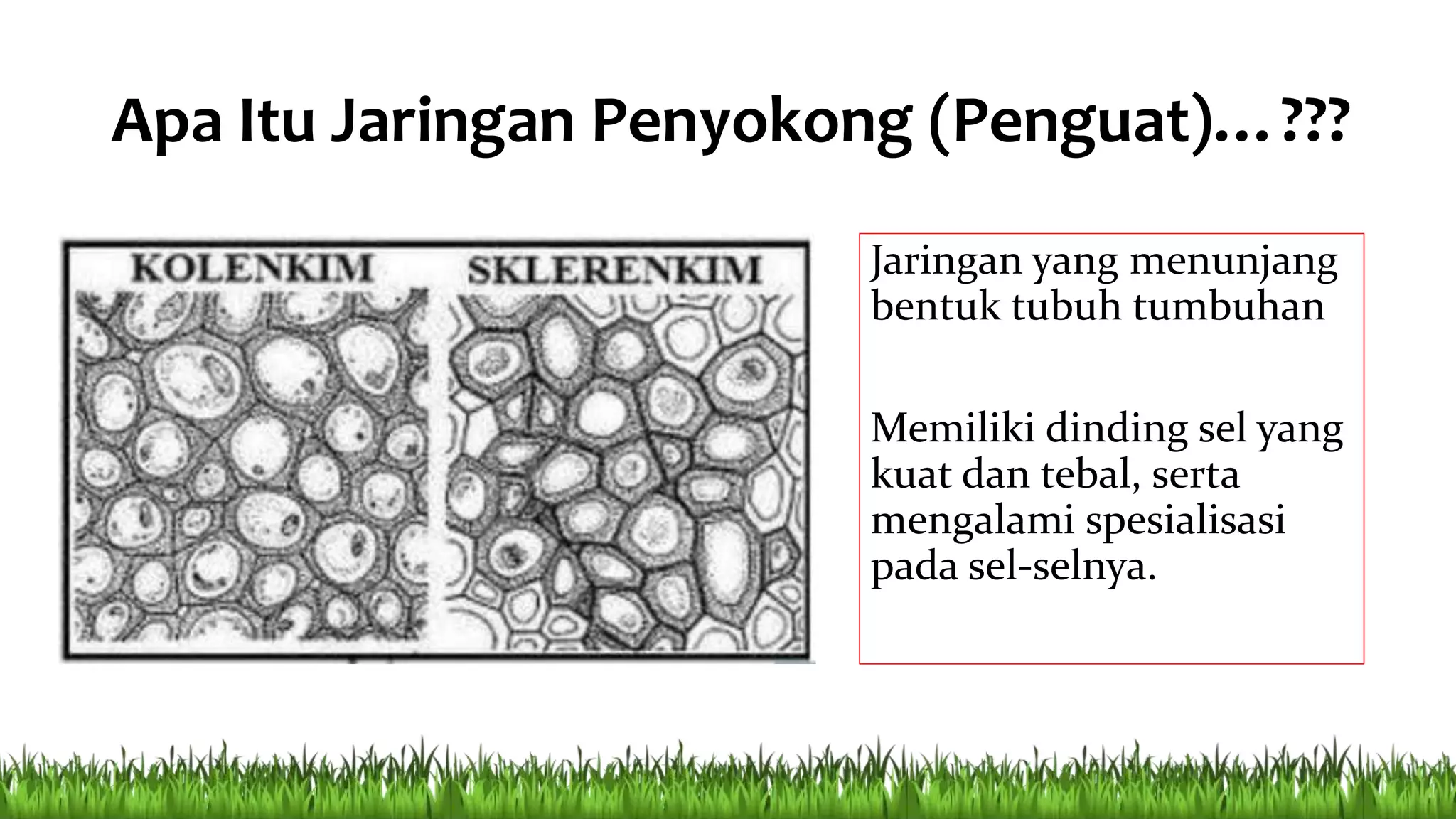 BAB 2 - Struktur Jaringan pada Tumbuhan.pptx