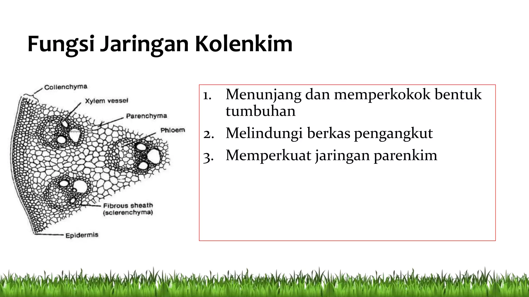 BAB 2 - Struktur Jaringan pada Tumbuhan.pptx