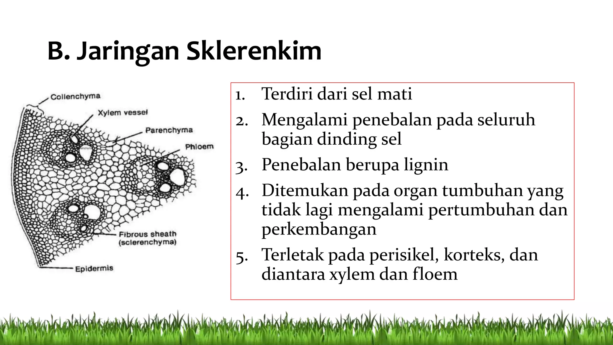 BAB 2 - Struktur Jaringan pada Tumbuhan.pptx