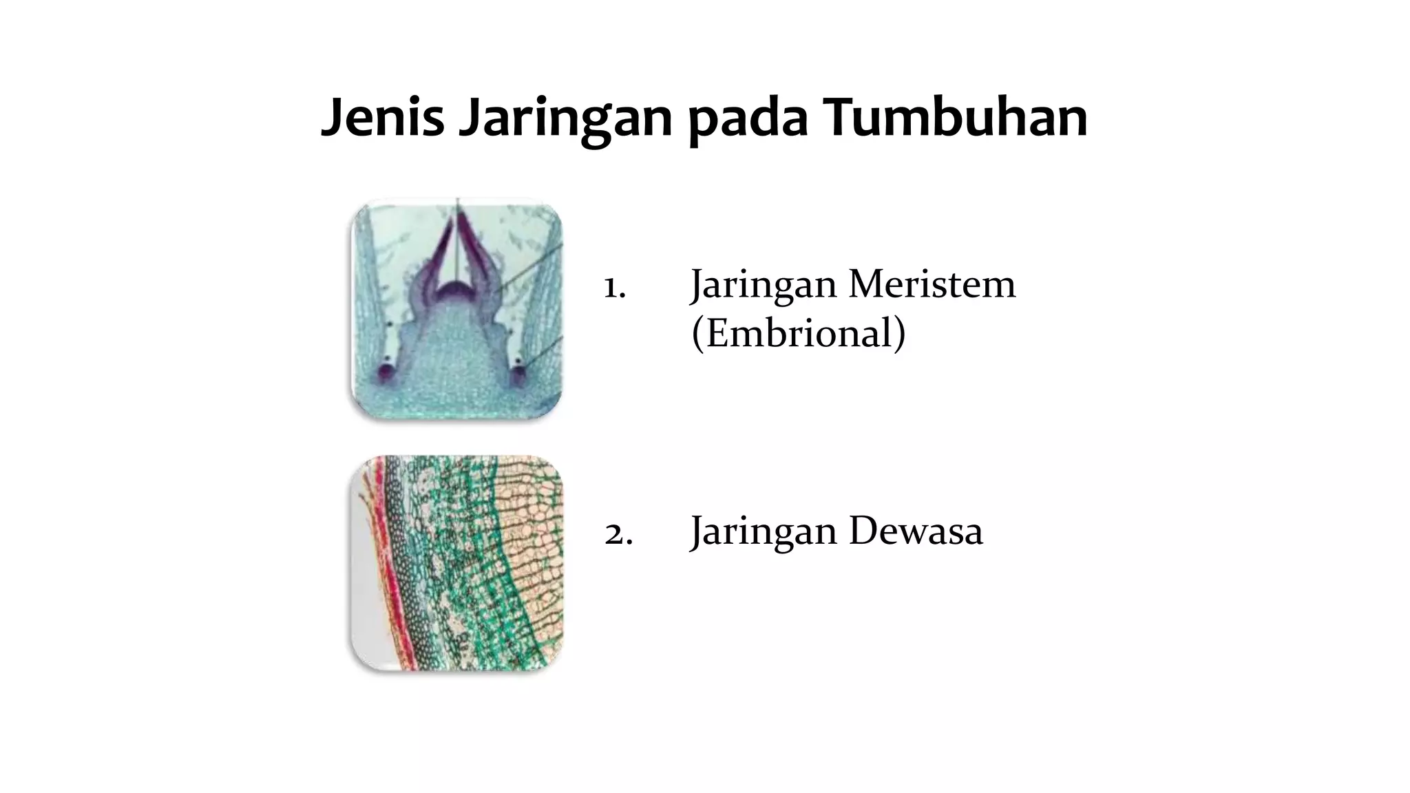 BAB 2 - Struktur Jaringan pada Tumbuhan.pptx