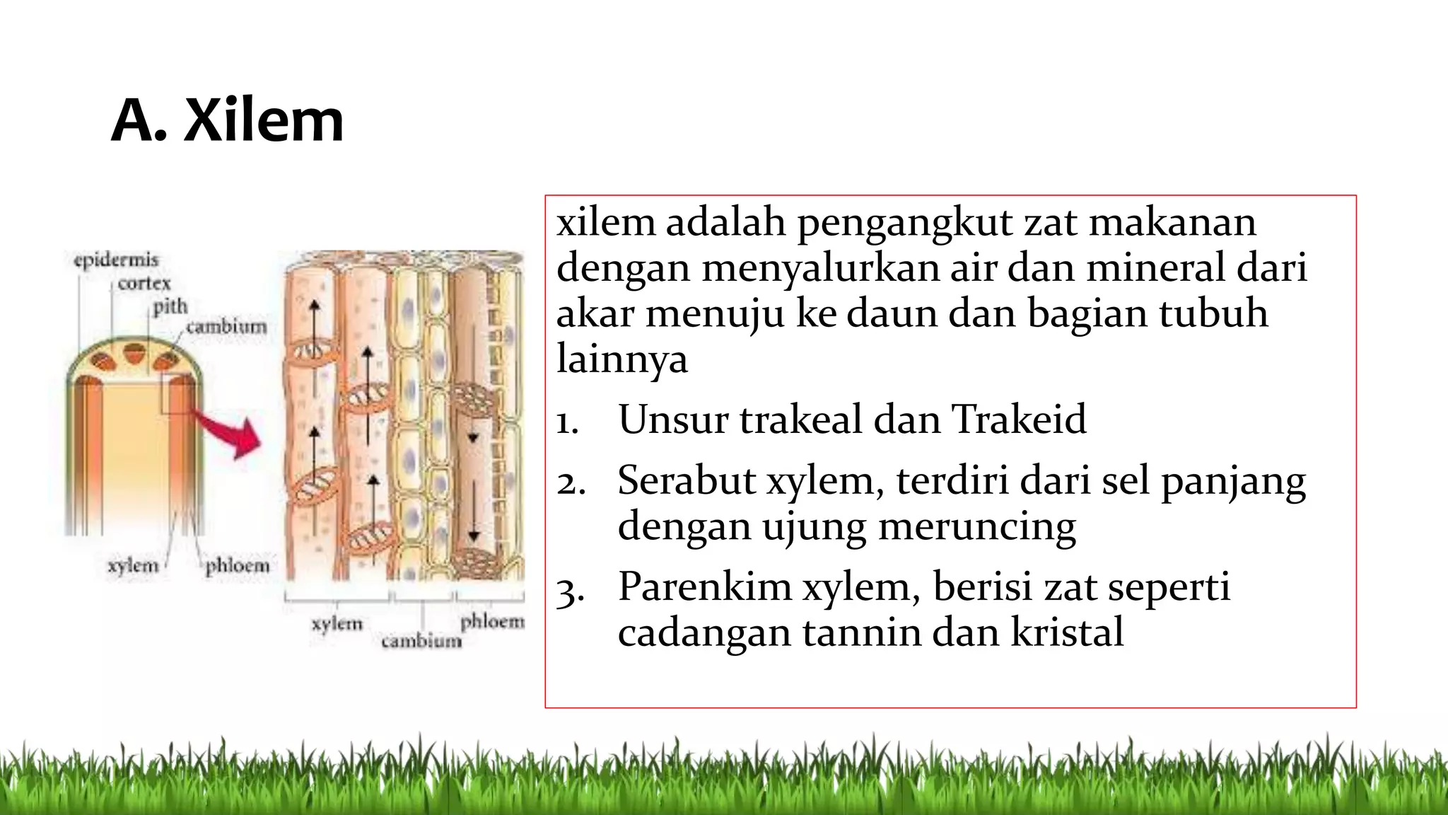BAB 2 - Struktur Jaringan pada Tumbuhan.pptx