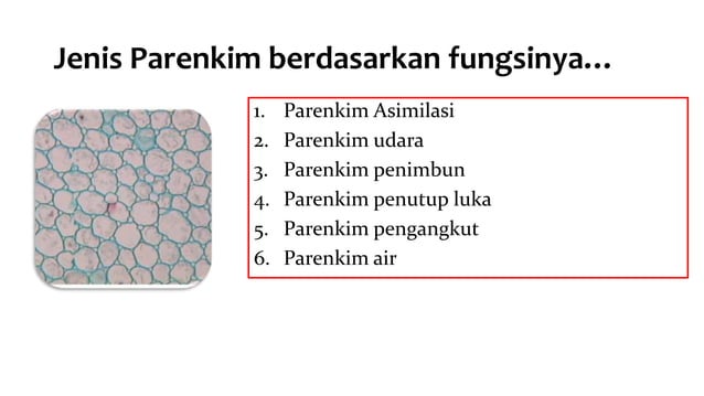 BAB 2 - Struktur Jaringan pada Tumbuhan.pptx