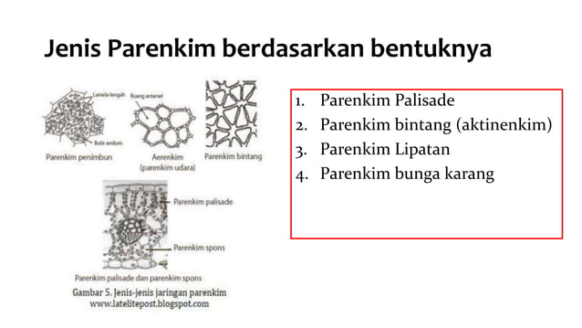 BAB 2 - Struktur Jaringan pada Tumbuhan.pptx