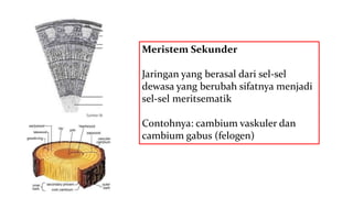 BAB 2 - Struktur Jaringan pada Tumbuhan.pptx