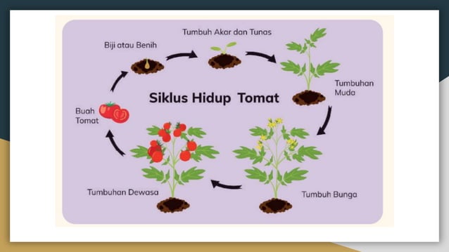 Bab 2 Ayo, Mengenal Siklus pada Makhluk Hidup Kelas 3 | PDF
