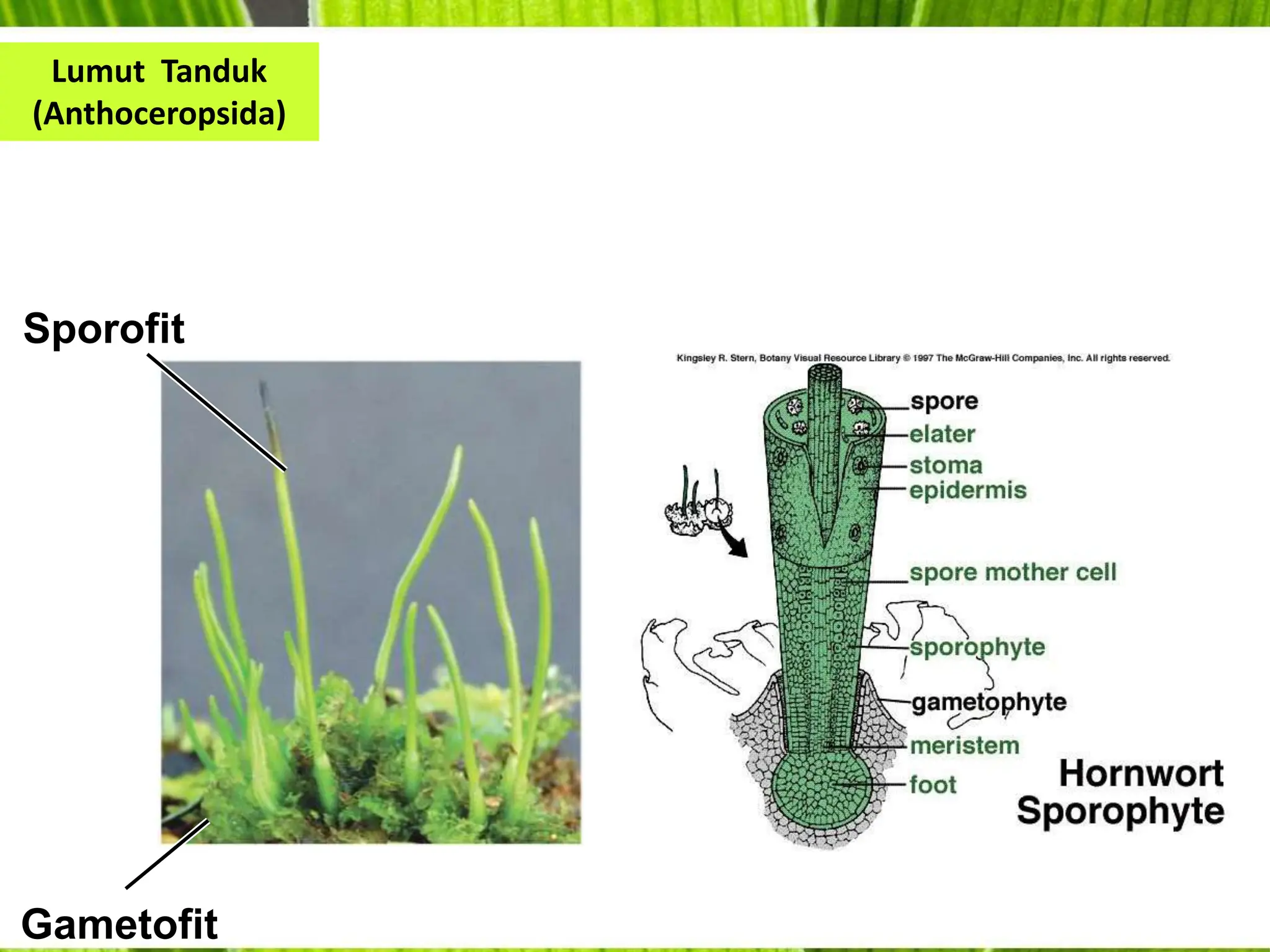 PRESENTASI DUNIA TUMBUHAN UNTUK SMP KELAS 7 | PPTX