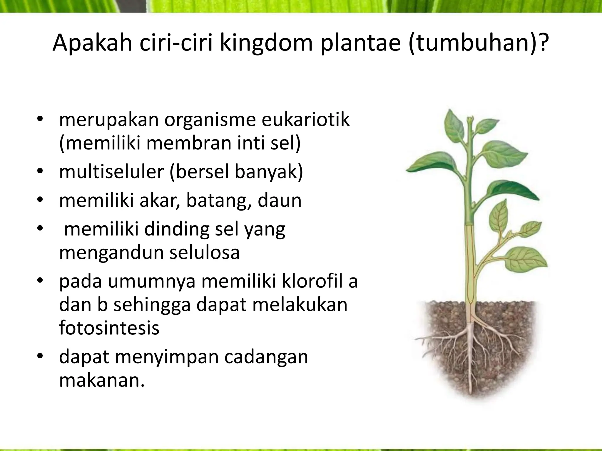 PRESENTASI DUNIA TUMBUHAN UNTUK SMP KELAS 7 | PPTX