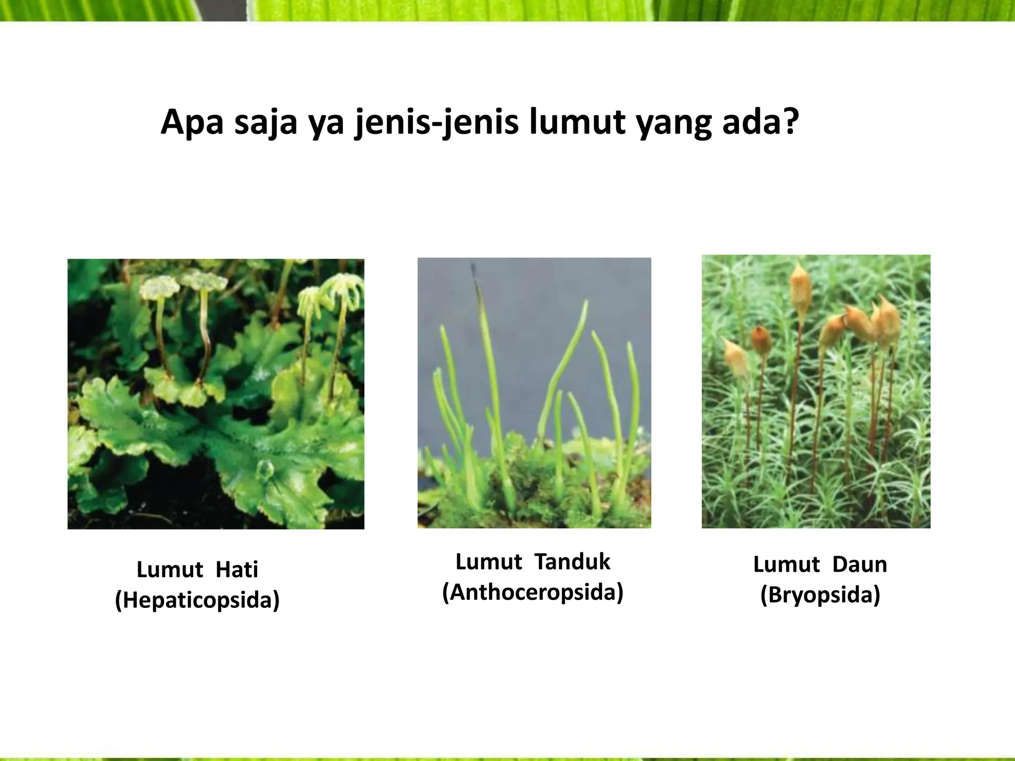 PRESENTASI DUNIA TUMBUHAN UNTUK SMP KELAS 7 | PPTX