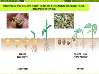 PRESENTASI DUNIA TUMBUHAN UNTUK SMP KELAS 7 | PPT
