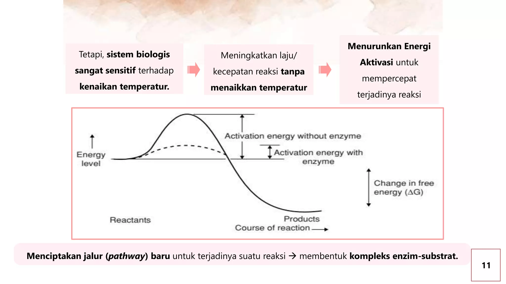 BAB 2 ENZIM DAN METABOLISME 2.pptx