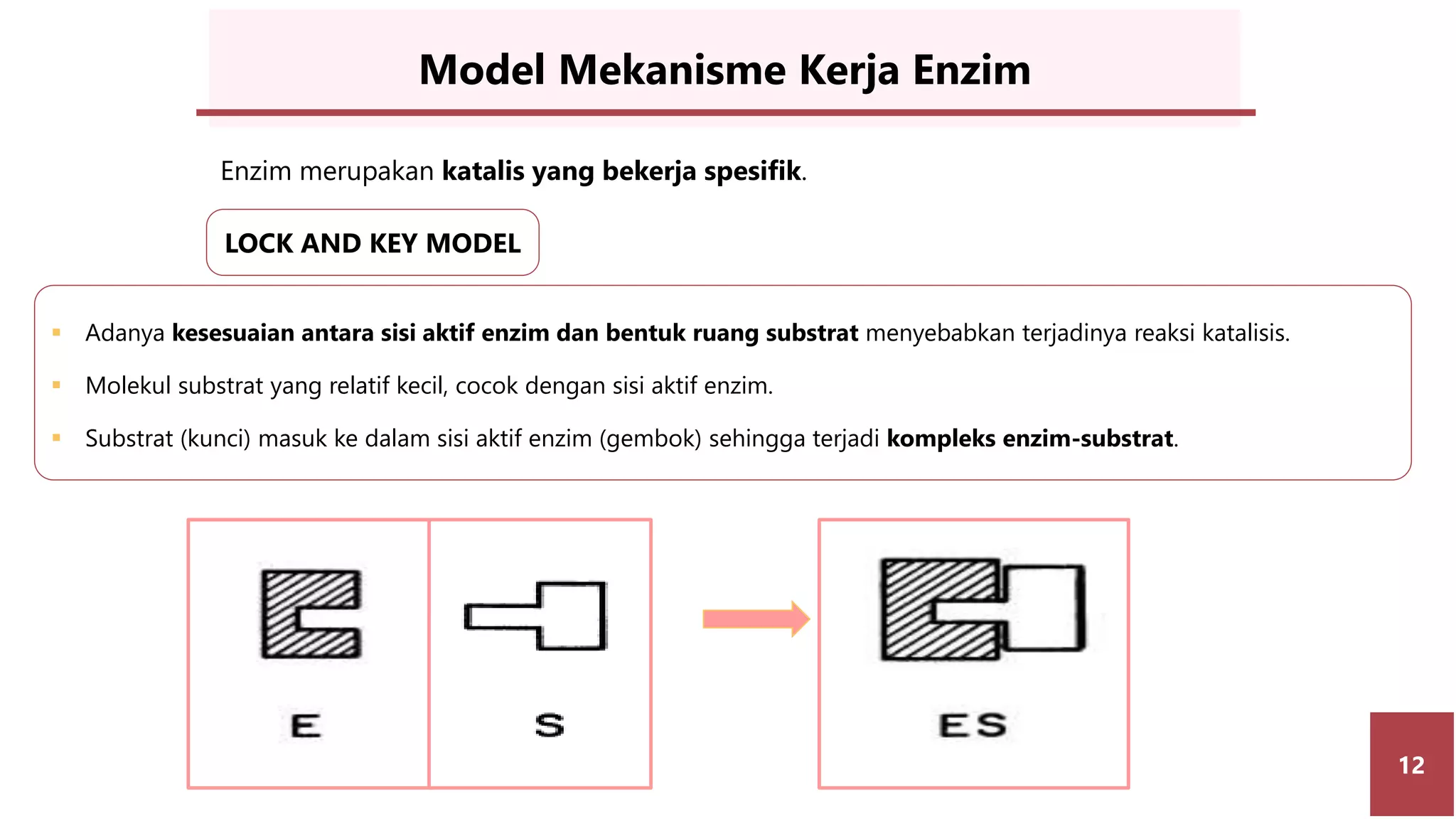 BAB 2 ENZIM DAN METABOLISME 2.pptx