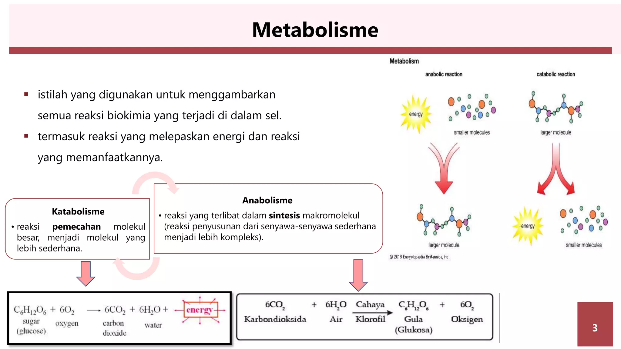 BAB 2 ENZIM DAN METABOLISME 2.pptx