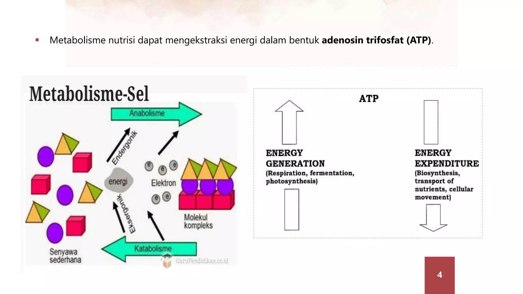 BAB 2 ENZIM DAN METABOLISME 2.pptx
