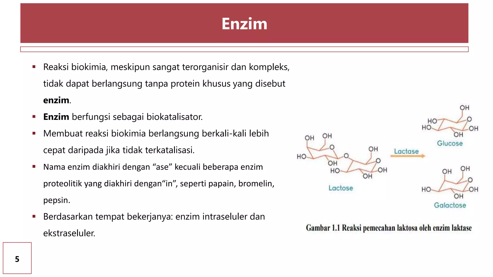 BAB 2 ENZIM DAN METABOLISME 2.pptx