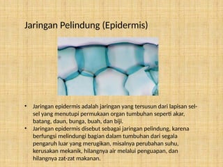 JARINGAN PERMANEN DEWASA TUMBUHAN ppt.pptx