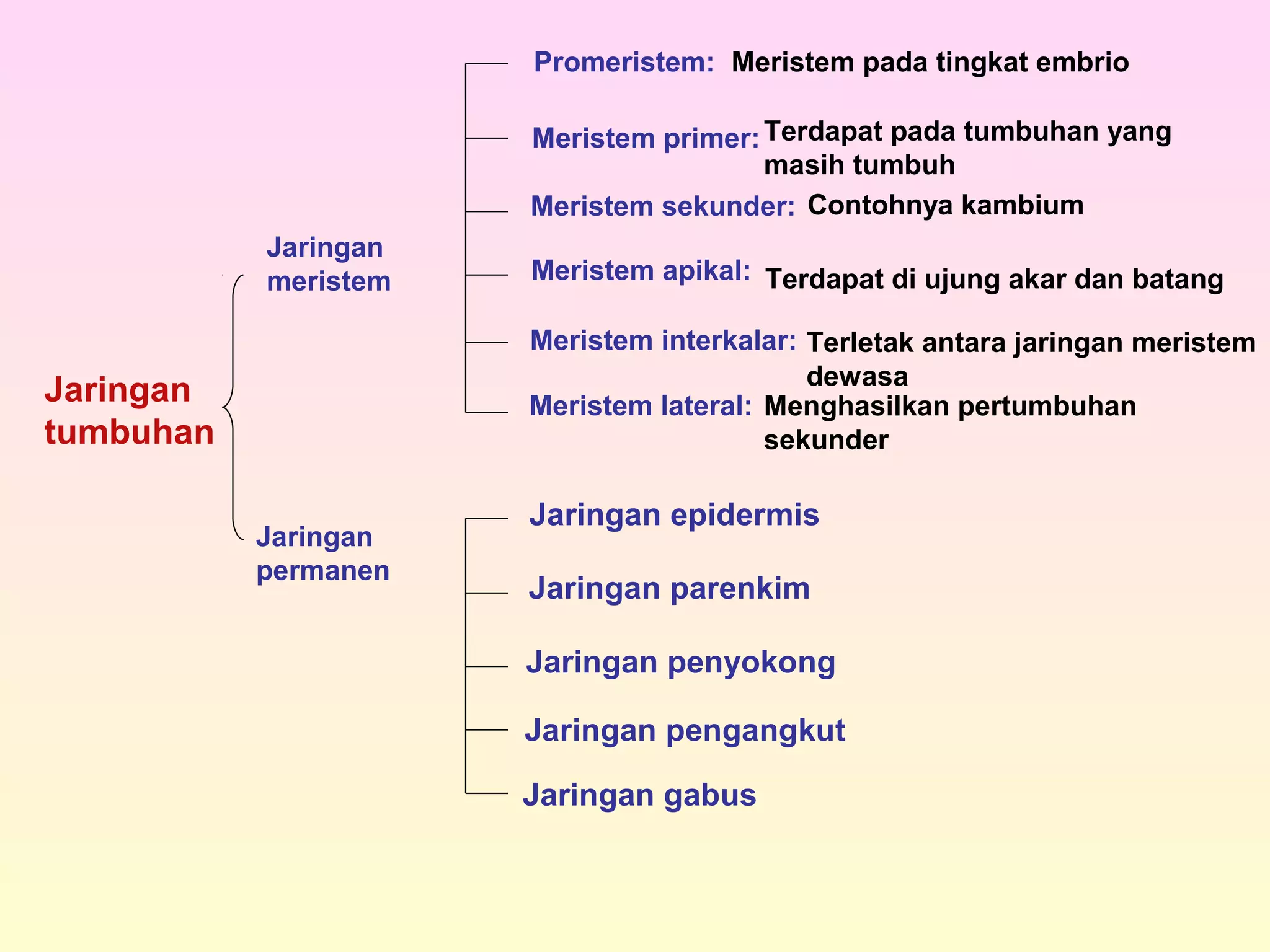 Bab 2 jaringan tumbuhan | PPT
