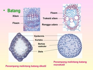 Bab 2 jaringan tumbuhan | PPT