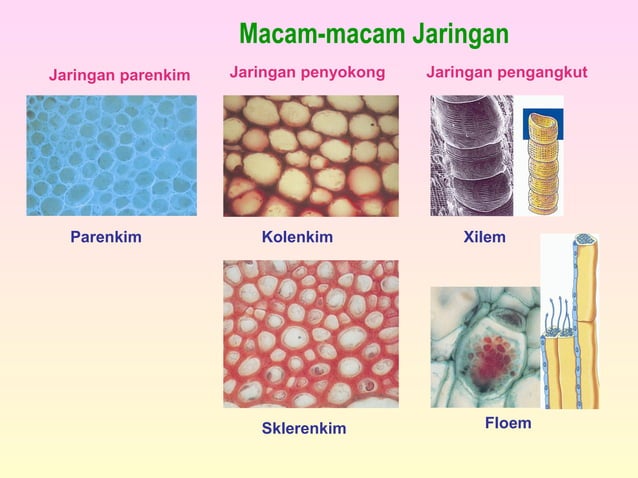 Bab 2 jaringan tumbuhan | PPT