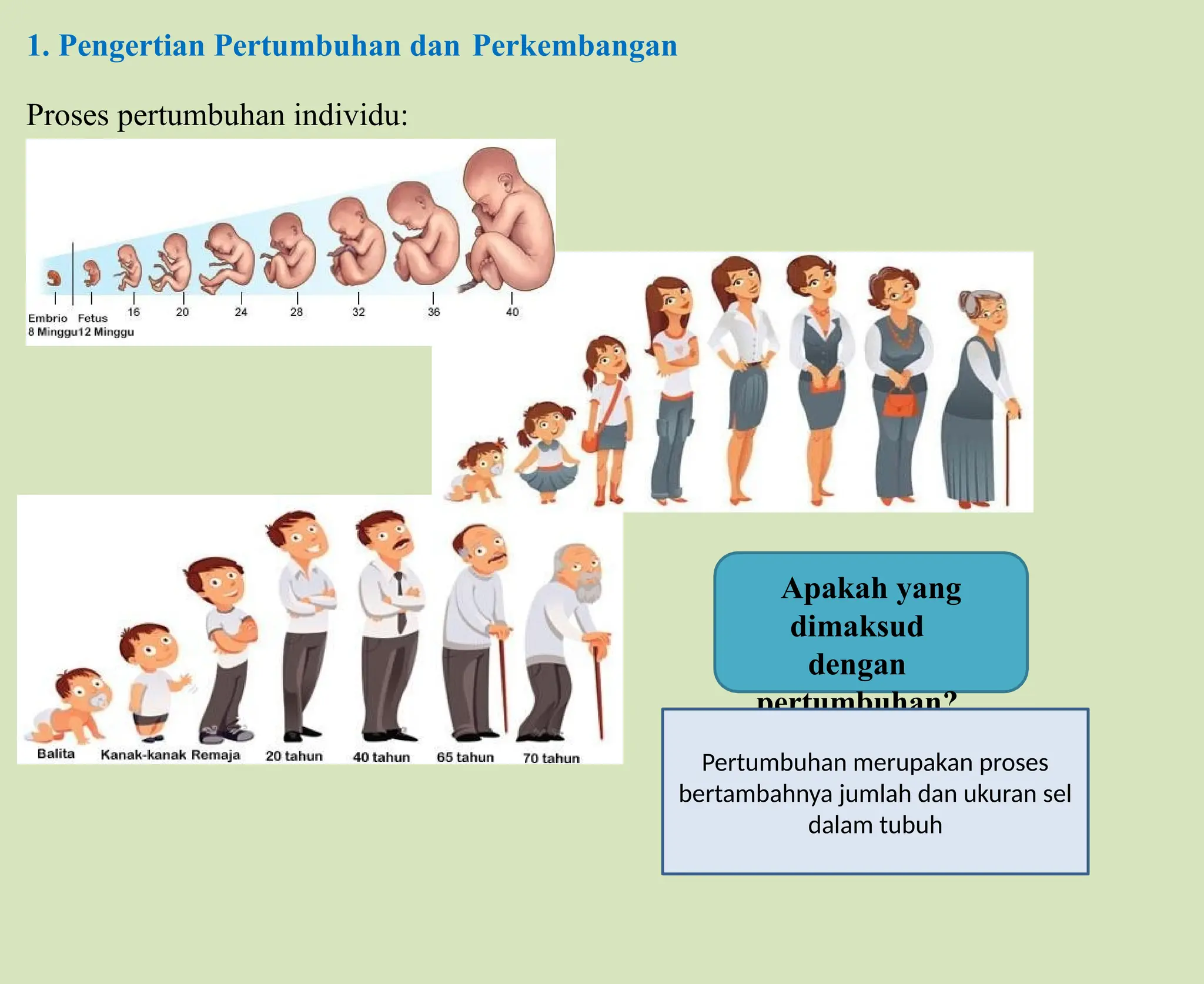 pertumbuhan dan perkembangan tumbuhan kelas 9 smp kurikulum merdeka | PPTX