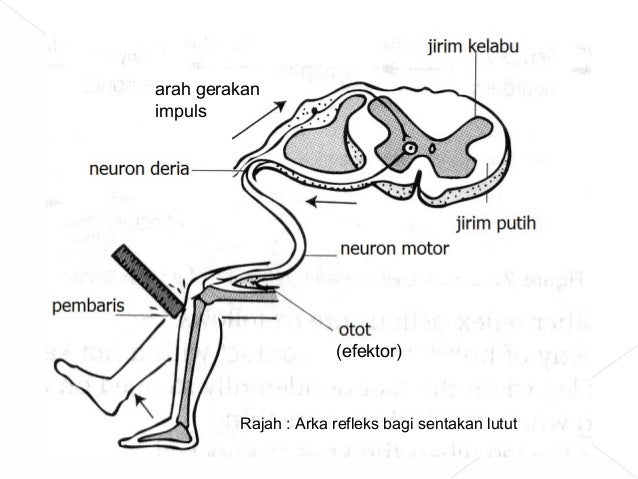 Bab 2 koordinasi badan