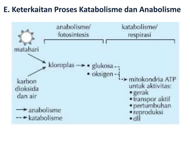 Bab 2 Metabolisme sma/ma biologi katabolisme anabolisme | PPTX