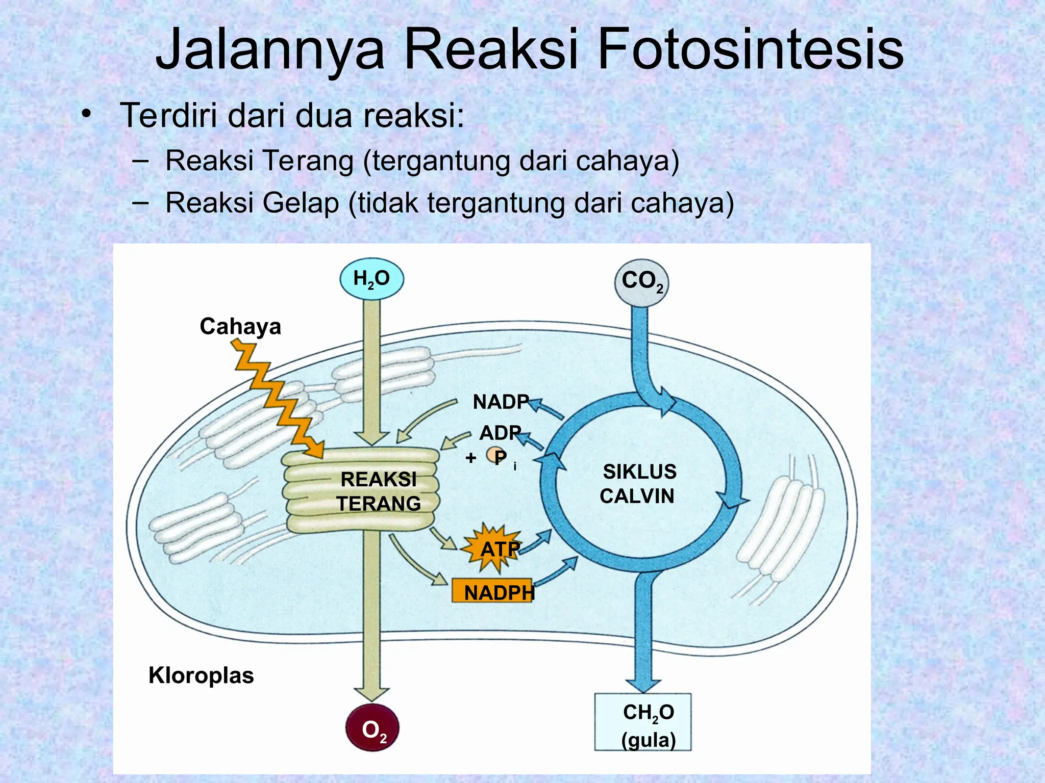 Biologi - Metabolisme (Enzim, Katabolisme, Anabolisme).ppt