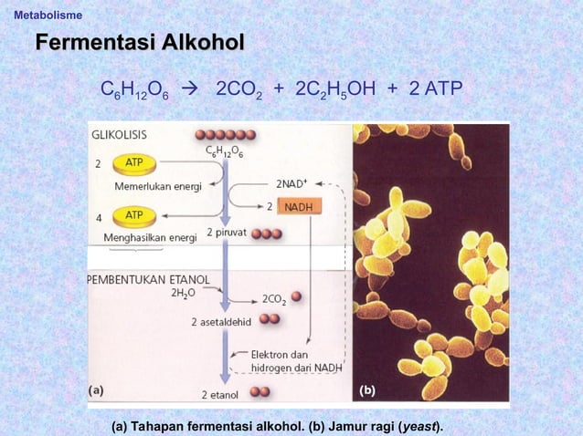 Biologi - Metabolisme (Enzim, Katabolisme, Anabolisme).ppt