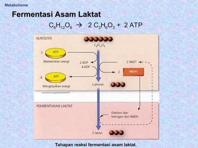Biologi - Metabolisme (Enzim, Katabolisme, Anabolisme).ppt