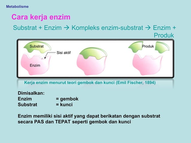 Biologi - Metabolisme (Enzim, Katabolisme, Anabolisme).ppt
