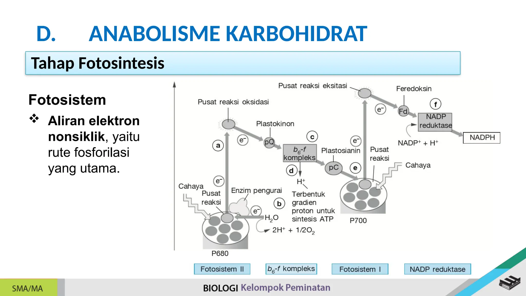 BAB 2 enzim dan metabolisme kelas XII Fpptx | PPTX