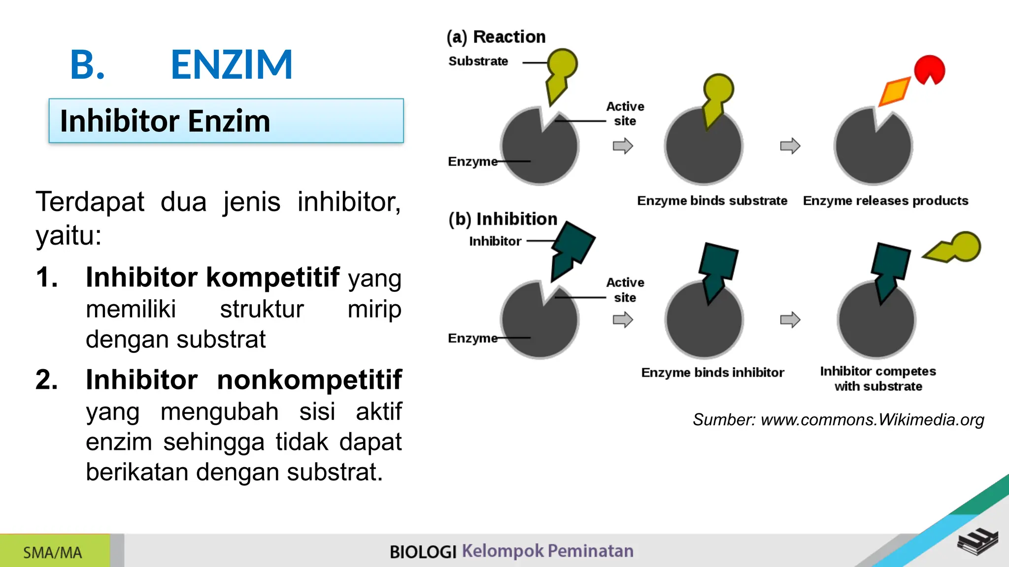 BAB 2 enzim dan metabolisme kelas XII Fpptx | PPTX