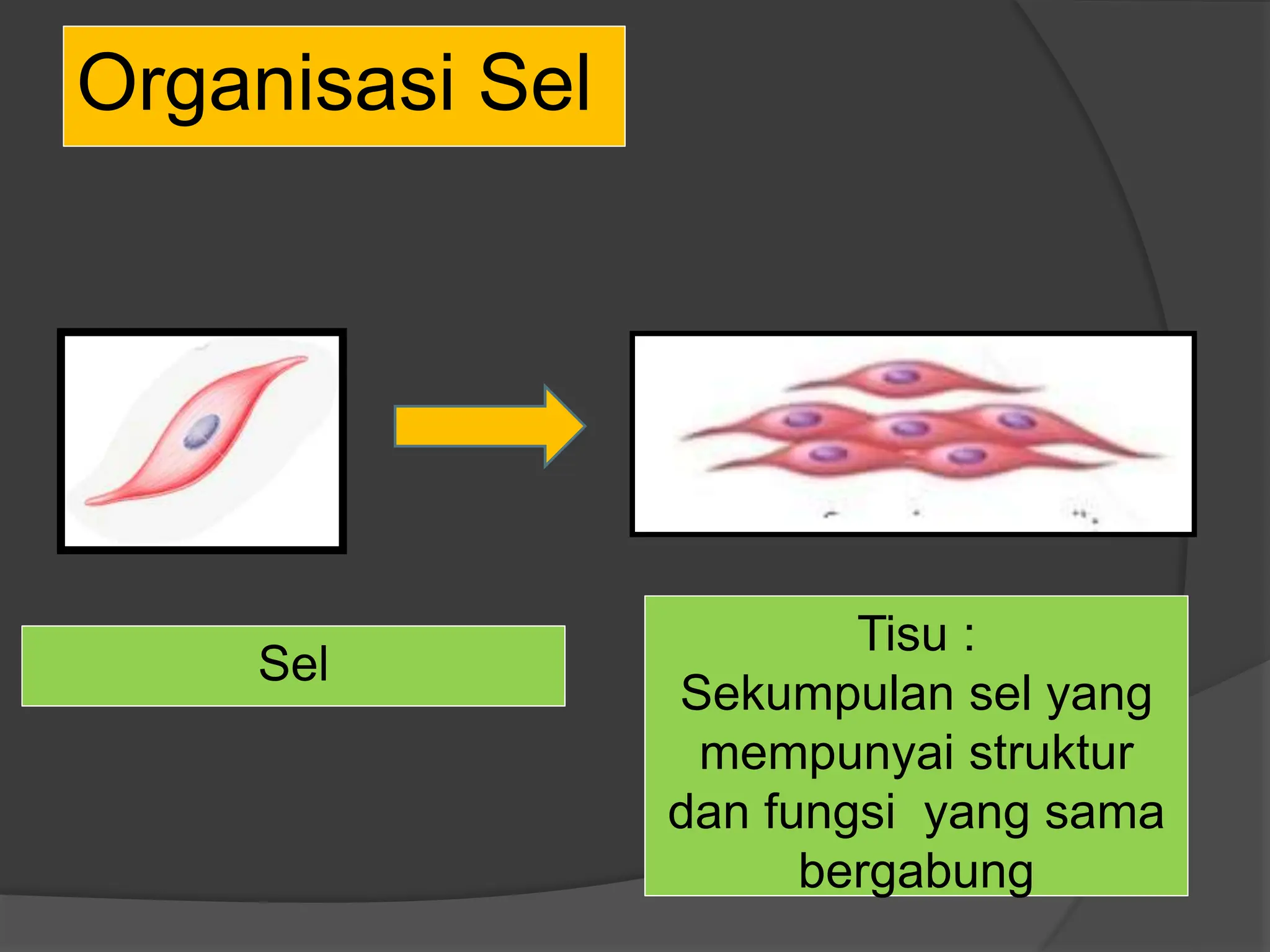 Topik 2.1 Organisasi Sel (Sains Tingkatan 1) | PPT