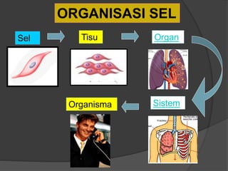 Topik 2.1 Organisasi Sel (Sains Tingkatan 1) | PPT