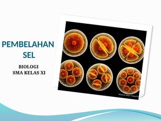 BAB 2 PEMBELAHAN SEL BIOLOGI SMA KELAS XI.pptx