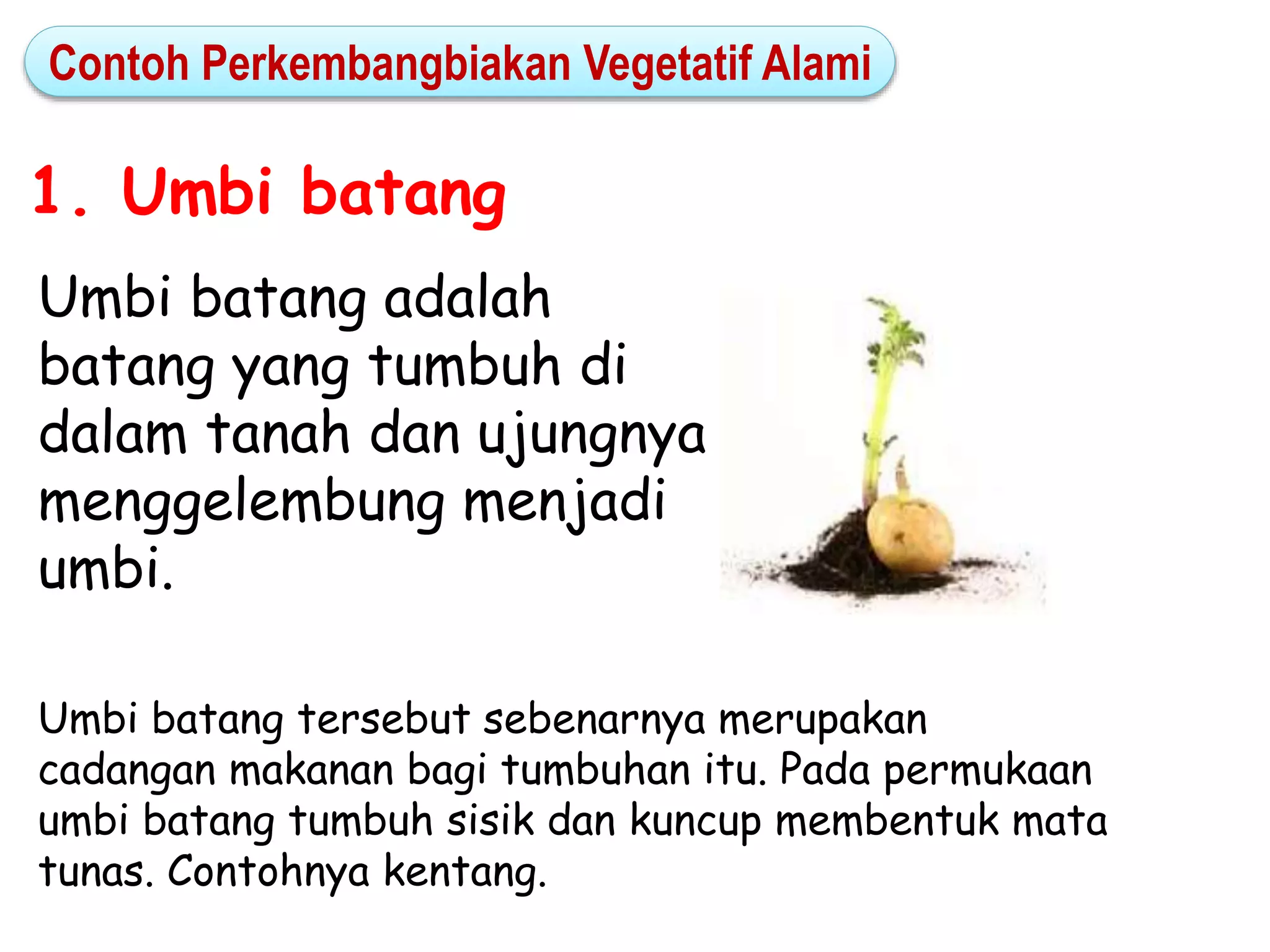 Bab 2 perkembangbiakan tumbuhan | PPTX