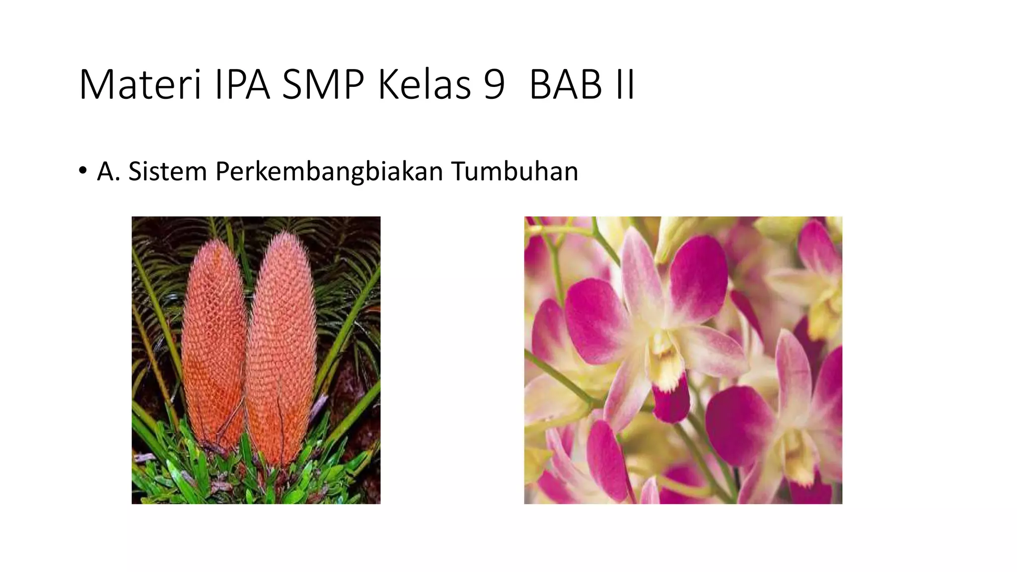BAB 2 Perkembangbiakan Tumbuhan ppt.pptx