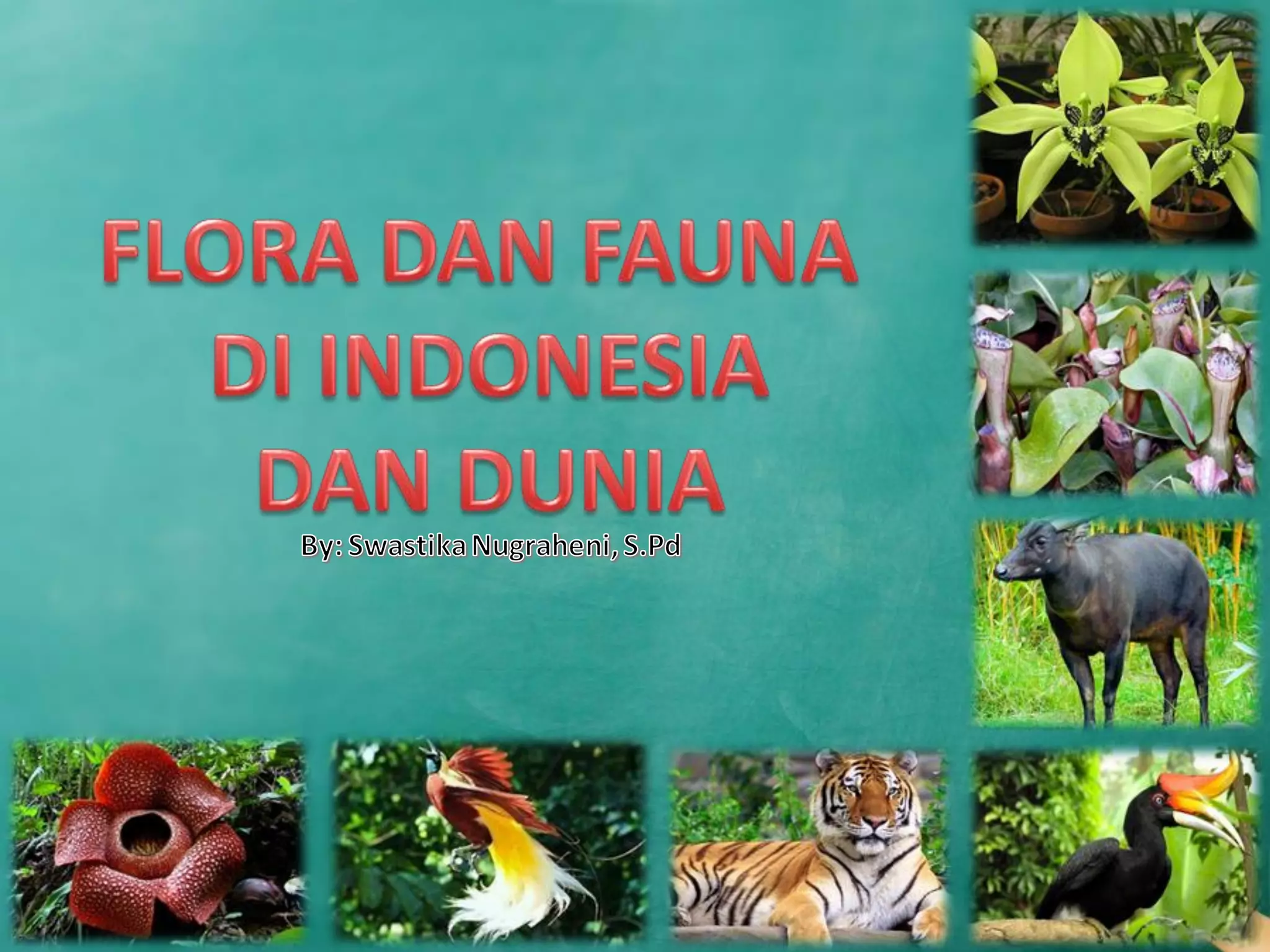 Bab 2 Persebaran Flora Dan Fauna di Indonesia Dan Dunia | PDF
