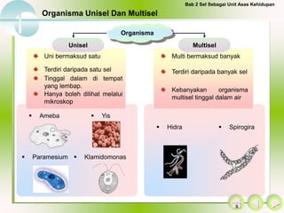 BAB 2 SEL SEBAGAI UNIT ASAS KEHIDUPAN.pptx | Free Download