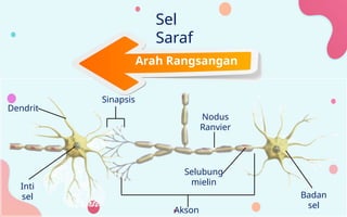 BAB 2 Sistem Koordinasi, Reproduksi dan Homeostasis Manusia.pptx