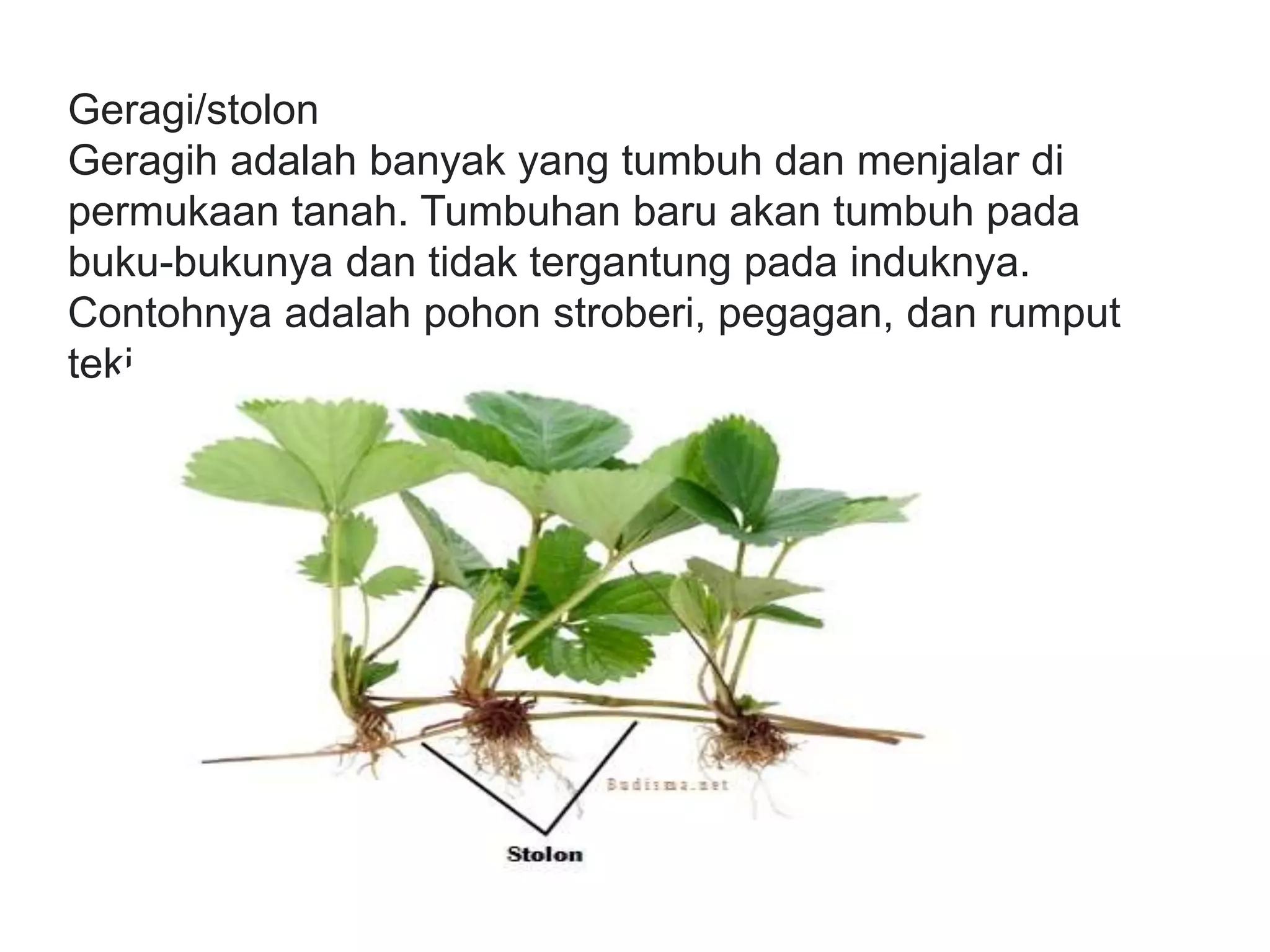 PERKEMBANGBIAKAN PADA TUMBUHAN DAN HEWAN | PPTX