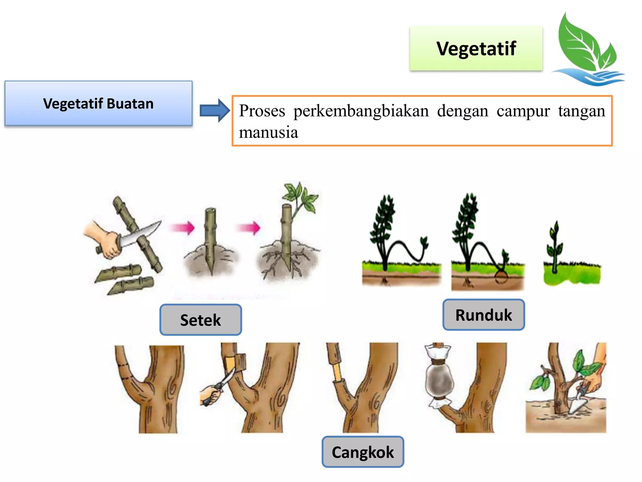 PERKEMBANGBIAKAN PADA TUMBUHAN DAN HEWAN | PPTX