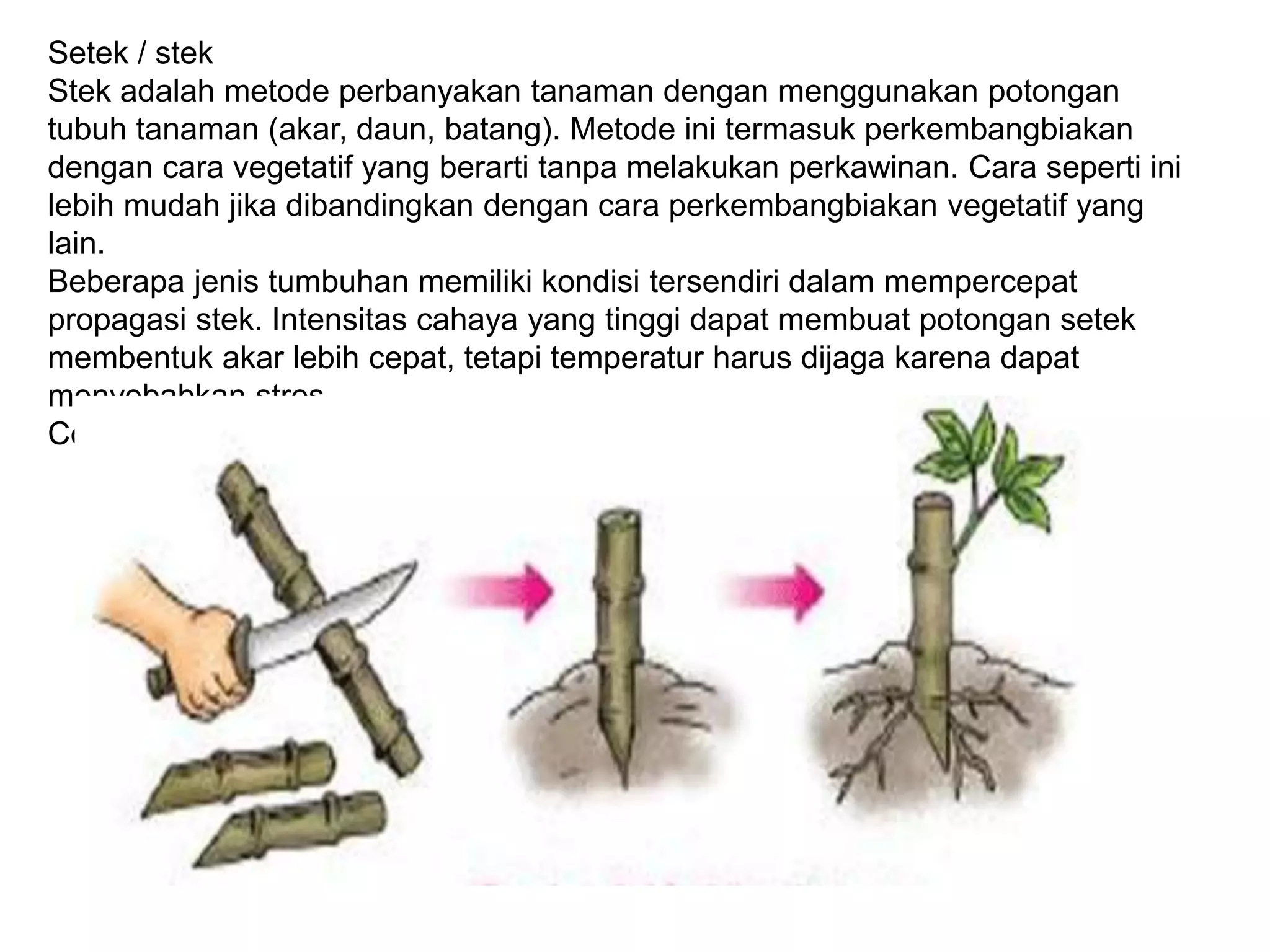 PERKEMBANGBIAKAN PADA TUMBUHAN DAN HEWAN | PPTX