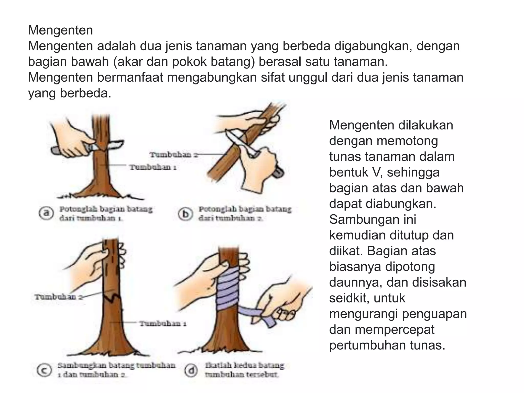 PERKEMBANGBIAKAN PADA TUMBUHAN DAN HEWAN | PPTX